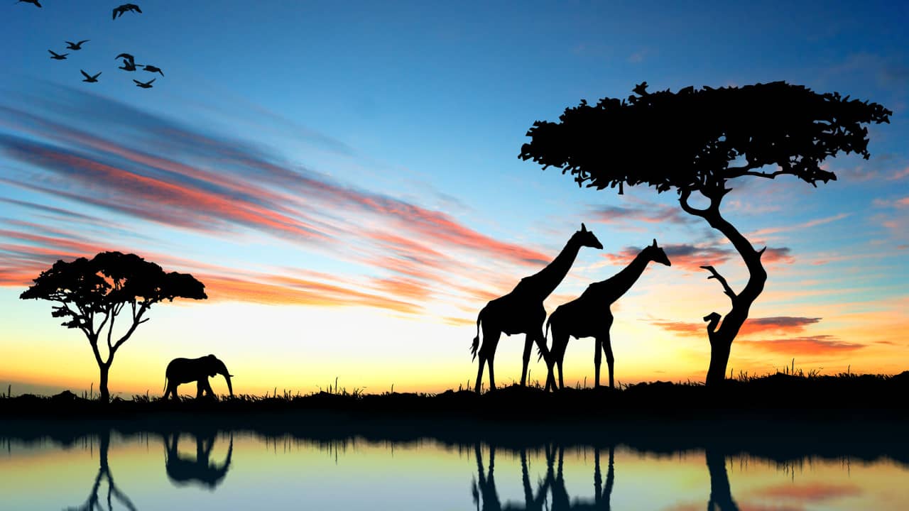 Safari au Kenya : meilleurs circuits pour une aventure en savane